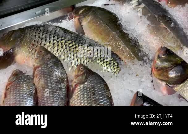 A lot of raw frozen fish crucian carp sprinkled with crushed ice on ...