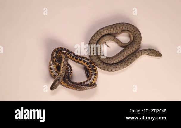 2 Snakes (dice snake) on white background. Dorsal view and ventral view ...