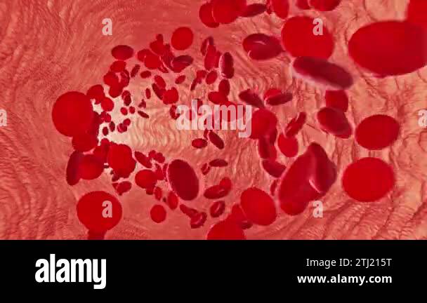 Red blood cells erythrocytes in interior of arterial or capillary blood ...