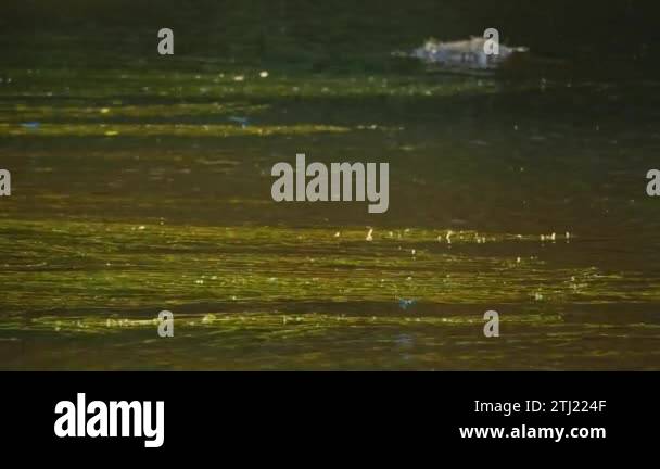 Blue green algae river Stock Videos & Footage - HD and 4K Video Clips ...