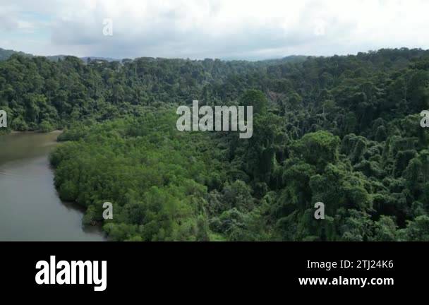 Drone view of a jungle Stock Videos & Footage - HD and 4K Video Clips ...