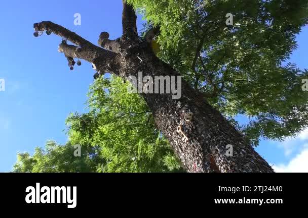 Key tree Stock Videos & Footage - HD and 4K Video Clips - Alamy