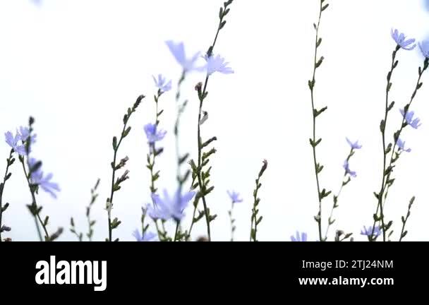 chicory. Flowering chicory, common chicory Cichorium intybus. Nectar ...