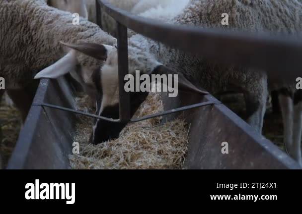 Iron sheep Stock Videos & Footage - HD and 4K Video Clips - Alamy