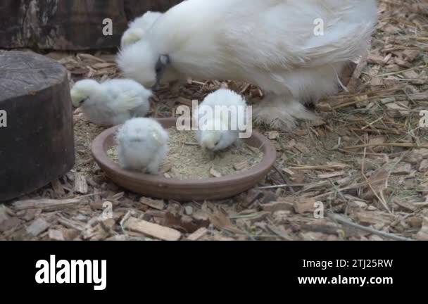 White chicks chicken Stock Videos & Footage - HD and 4K Video Clips - Alamy