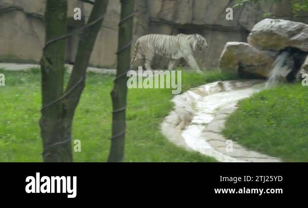 A captive white bengal tiger Stock Videos & Footage - HD and 4K Video Clips - Alamy
