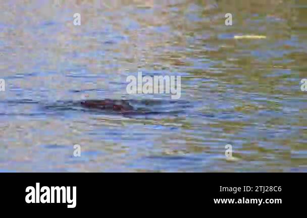 Swimming nutria diving into a pond as invasive species like a beaver or ...