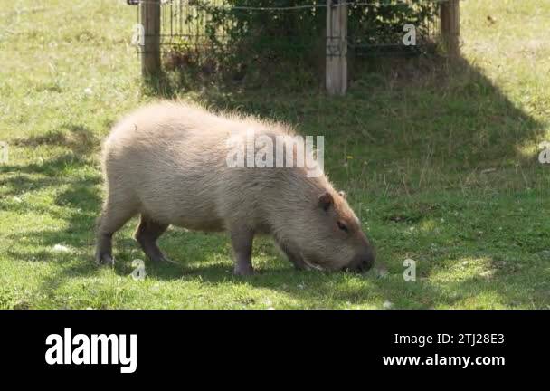 Capybara eating grass at sunny summer day. The capybara is the largest ...
