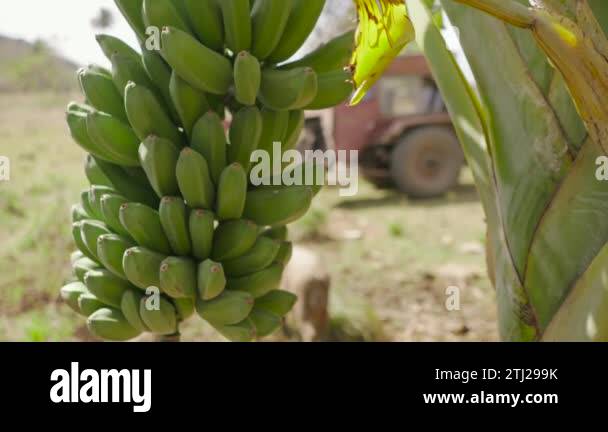 Platano tree Stock Videos & Footage - HD and 4K Video Clips - Alamy