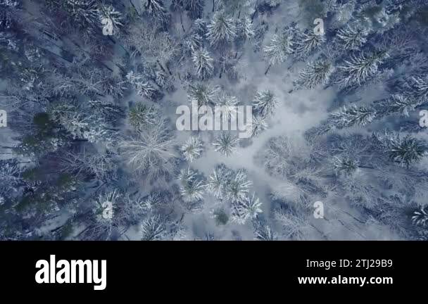 Drone flight over an endless boreal spruce forest in winter. Early and cold winter morning with ...