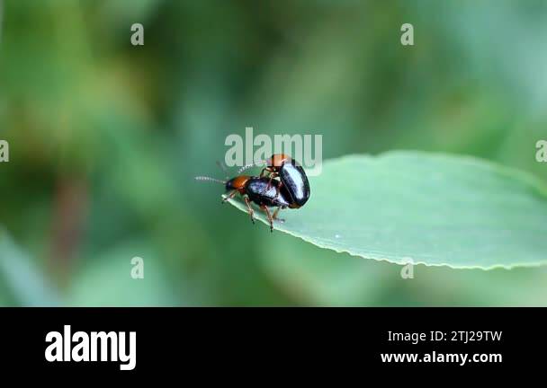 BeetlesOulema Melanopus mating on a leaf of a flower Stock Video ...
