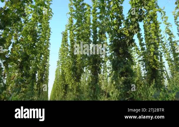 Field hop Stock Videos & Footage - HD and 4K Video Clips - Alamy