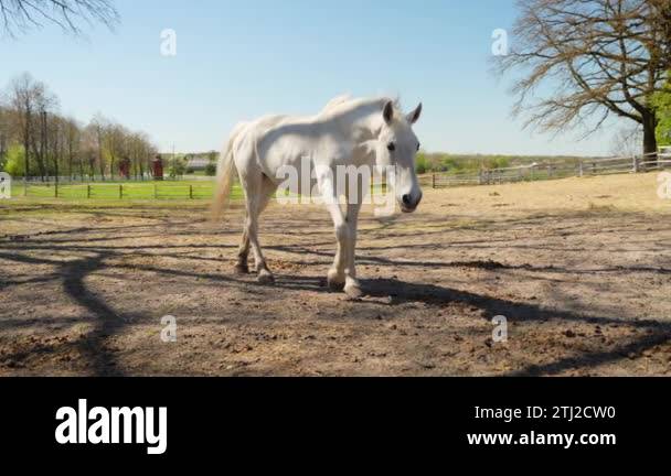 Modern animal husbandry Stock Videos & Footage - HD and 4K Video Clips ...