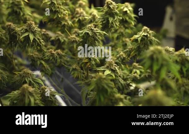 Cannabis plant in curative cannabis weed farm for medical cannabis ...
