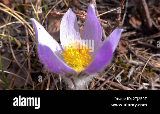 Top view blue anemone Stock Videos & Footage - HD and 4K Video Clips ...