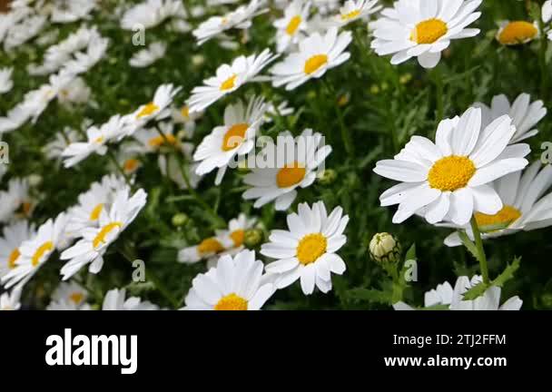 daisy moving with wind Stock Video Footage - Alamy