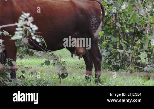 Wagging its tail Stock Videos & Footage - HD and 4K Video Clips - Alamy