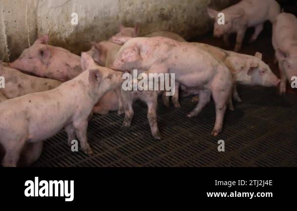 Piglets cute Stock Videos & Footage - HD and 4K Video Clips - Alamy