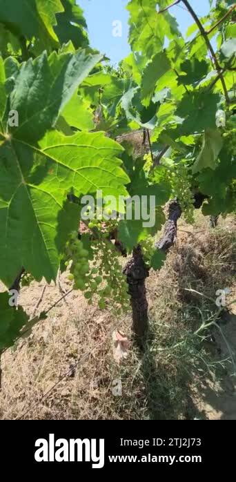 Vertical shot vineyard field Stock Videos & Footage - HD and 4K Video ...