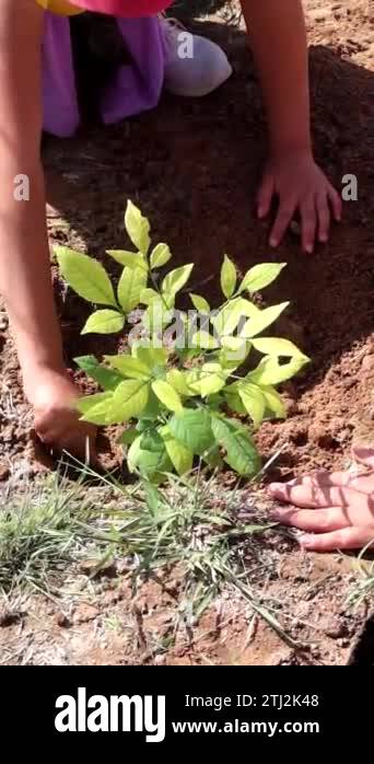 Community planting a tree Stock Videos & Footage - HD and 4K Video ...