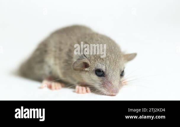 The woodland dormouse (Graphiurus murinus) African pygmy dormouse ...