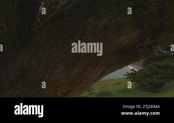 Curvy trees Stock Videos & Footage - HD and 4K Video Clips - Alamy