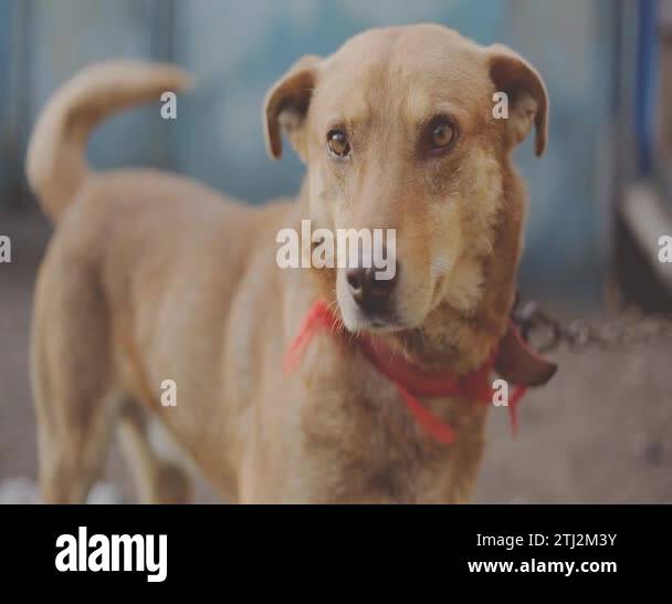 Ruby Stock Videos & Footage - HD and 4K Video Clips - Alamy