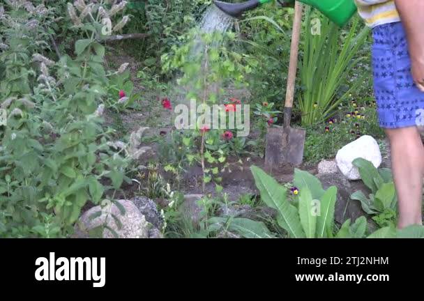 Villager man water freshly planted ginkgo biloba tree sapling in ...