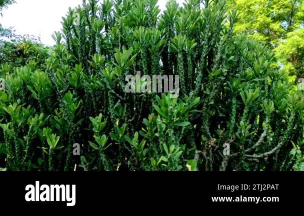 Plant of thor Stock Videos & Footage - HD and 4K Video Clips - Alamy