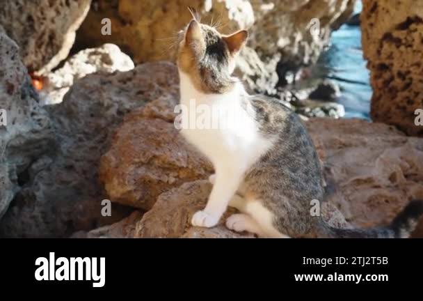 Santorini feline Stock Videos & Footage - HD and 4K Video Clips - Alamy
