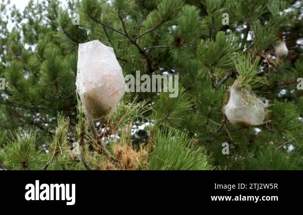 White silk nest built by the caterpillar of the pine processionary ...