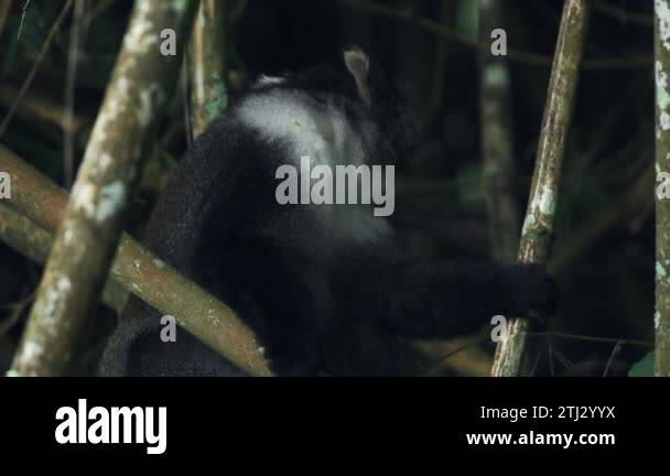 White collared monkey Stock Videos & Footage - HD and 4K Video Clips ...