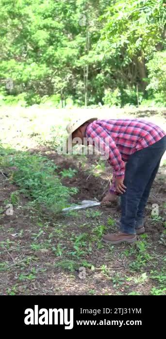 farmer harvesting the land on his farm using a machete. Farming ...
