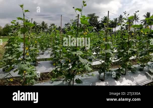 Cucumber plant or Cucumis sativus with the name of the kyury japanesse ...