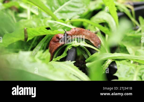 Two large brown slugs and one small yellow slug in nature among ...