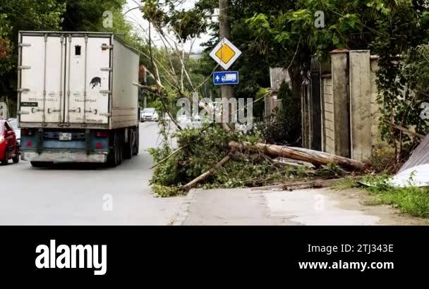 Uprooted, fallen trees, tempest. Tree lie near roadway typhoon. Tree ...