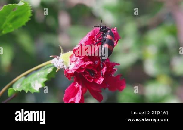 Middle east insects Stock Videos & Footage - HD and 4K Video Clips - Alamy