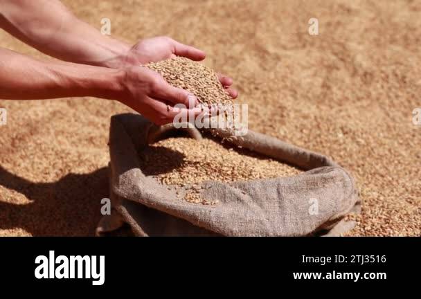 Hands of older female puring and sifting wheat grains in a jute sack ...