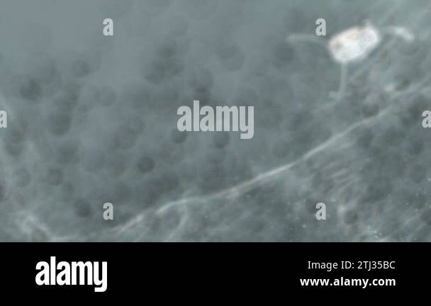 Artist concept rendering, microscopic image, medical nano robotic ...