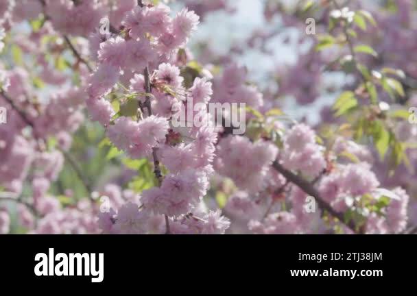 Symbol of asia Stock Videos & Footage - HD and 4K Video Clips - Alamy