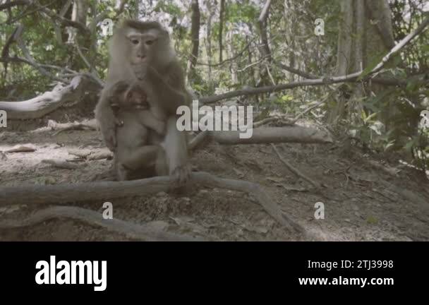 Monkey with human baby Stock Videos & Footage - HD and 4K Video Clips ...