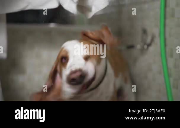 Dog shaking its body Stock Videos & Footage - HD and 4K Video Clips - Alamy