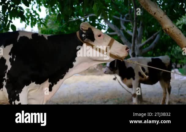 Cow-loving farmer videos, image of cow tied to tree with rope, petting ...