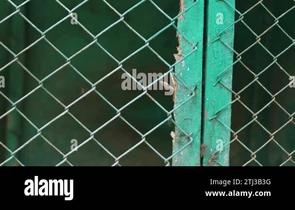 Cage dog border Stock Videos & Footage - HD and 4K Video Clips - Alamy