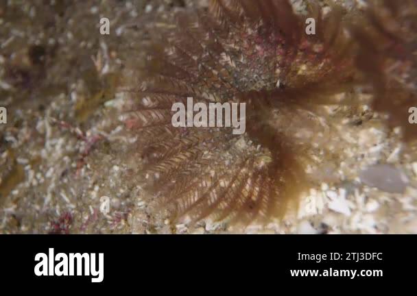 Fan worms Stock Videos & Footage - HD and 4K Video Clips - Alamy