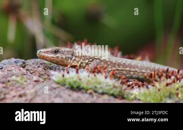 Brown lizard warming up in the desert sun and hiding in danger as shy ...