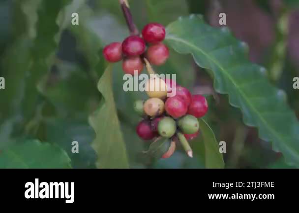 Ripe Red coffee bean berry plant fresh seed coffee tree growth green ...