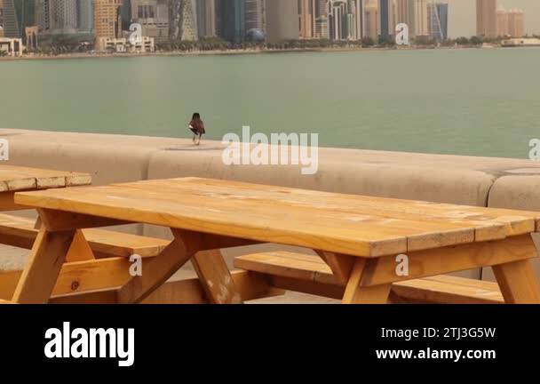 Myna bird in Doha, Qatar. It is considered an invasive species. View of ...