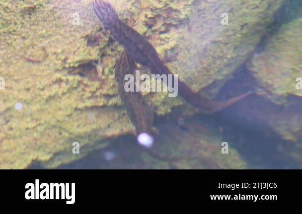Mating Couple Of Great Crested Newts Or Mating Salamanders In Garden Pond Mating Season Show