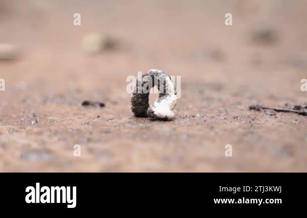 Smooth parallax around a large long chicken poop. Chicken manure in a ...